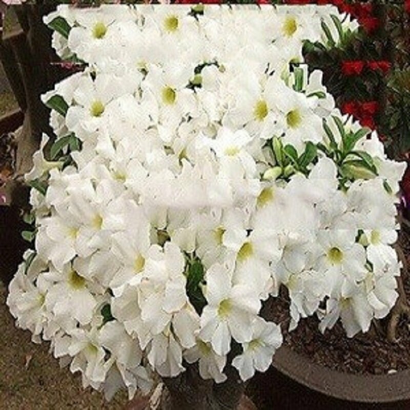 Адениум, Adenium Obesum Desert Rose White King, Белый Король, семена
