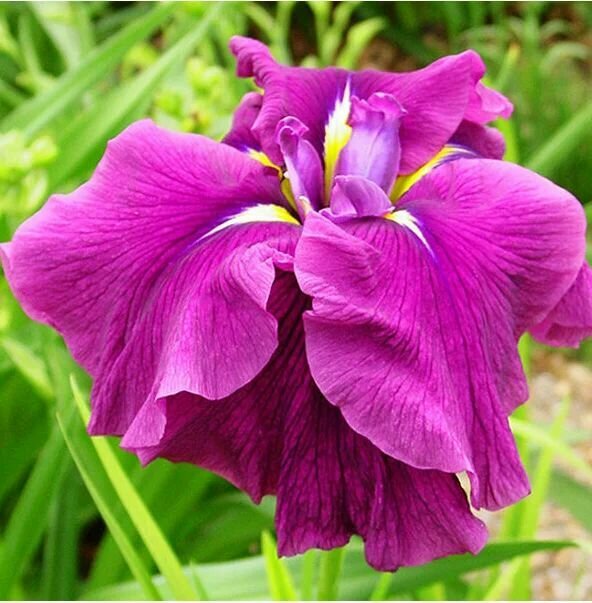 Ирис японский Гуд Омен; Корень