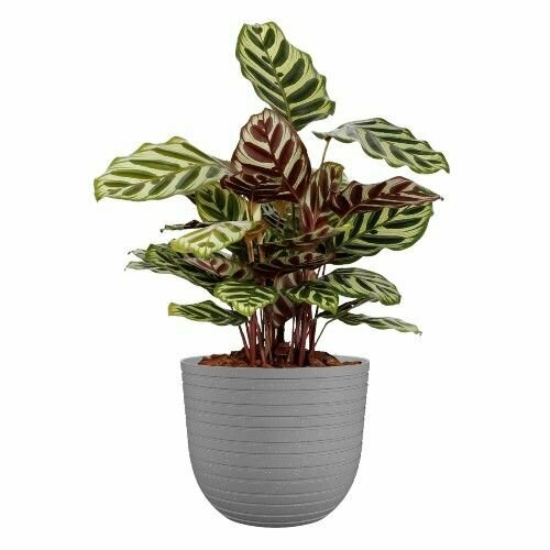 Кашпо для цветов Artevasi Havana, напольное, 13л, серый камень D 30 см H25 см