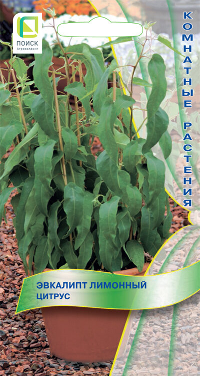 Эвкалипт лимонный Цитрус ("К) 5шт (Поиск)