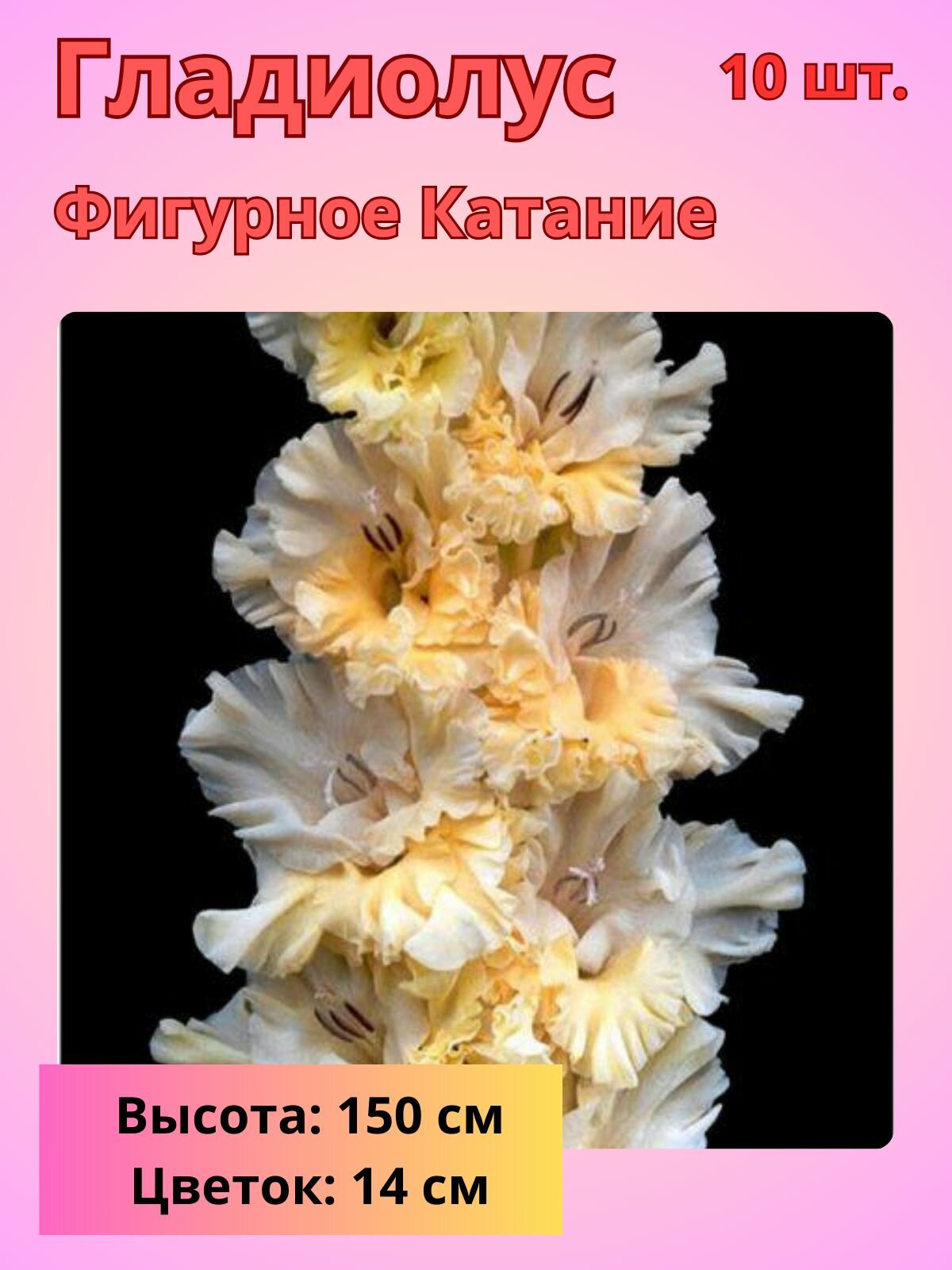 Гладиолус крупноцветковый, луковицы Гладиолуса 10 шт