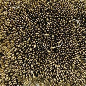 Тычинки декоративные 0,1 см 1/4200 шт Т. золото