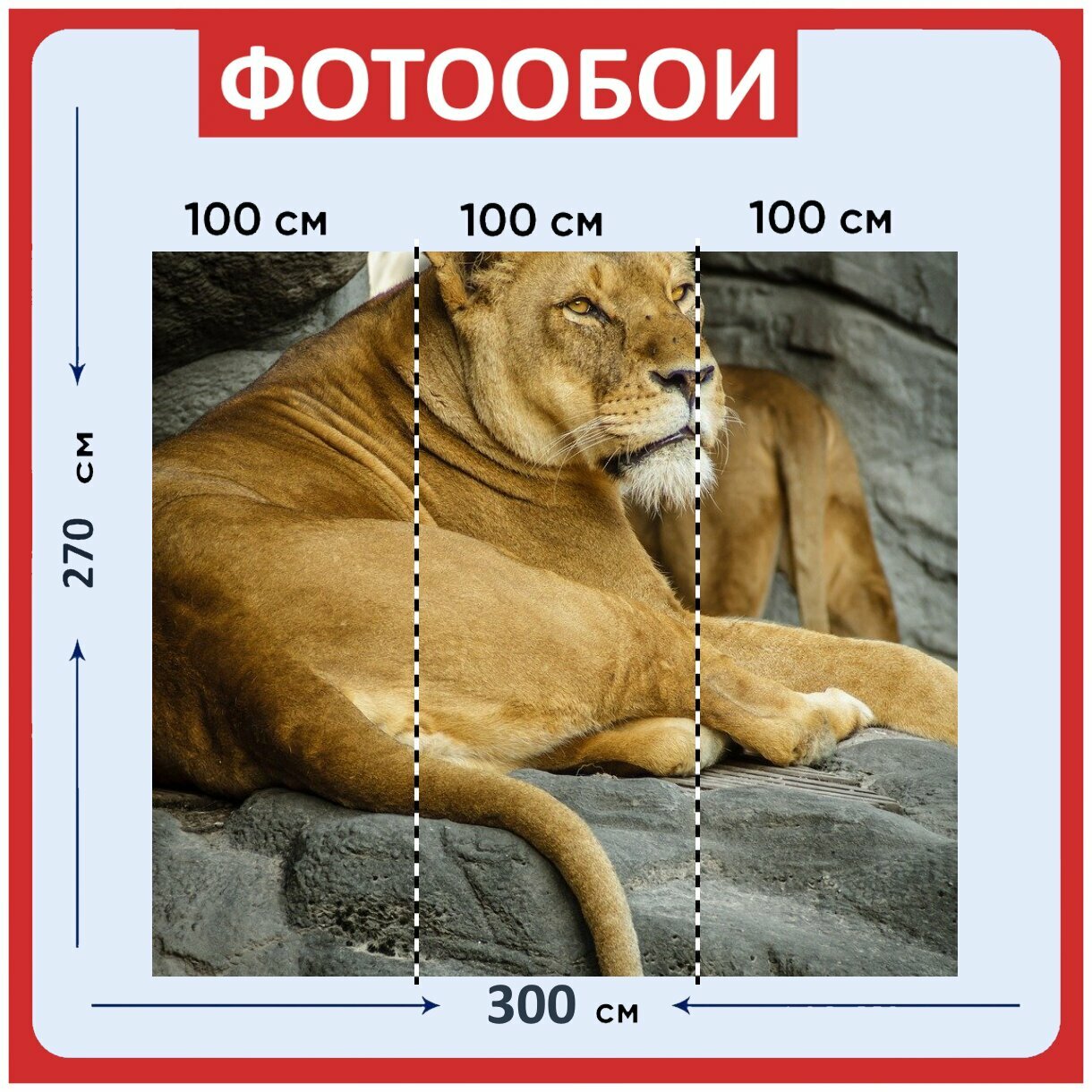 Фотообои ударопрочные моющиеся "Пантера лев, лев, львица" 300x270 см. флизелиновые на стену