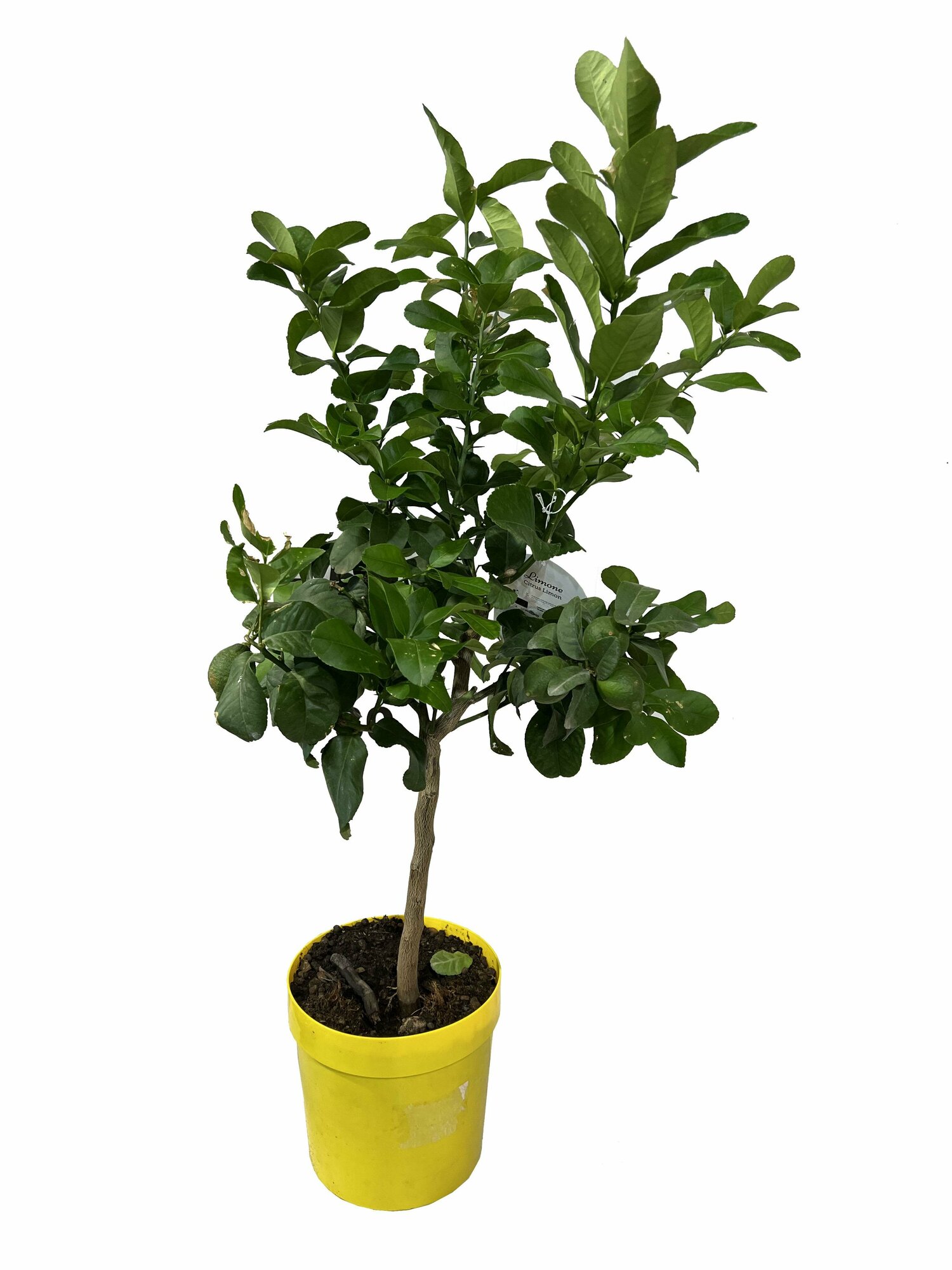 Лимон Загара Бьянка - Citrus Limon Zagara Bianca D21 H90