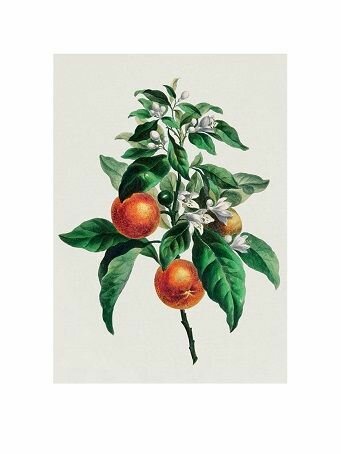 Постер с паспарту, 30*40 см (без рамки)