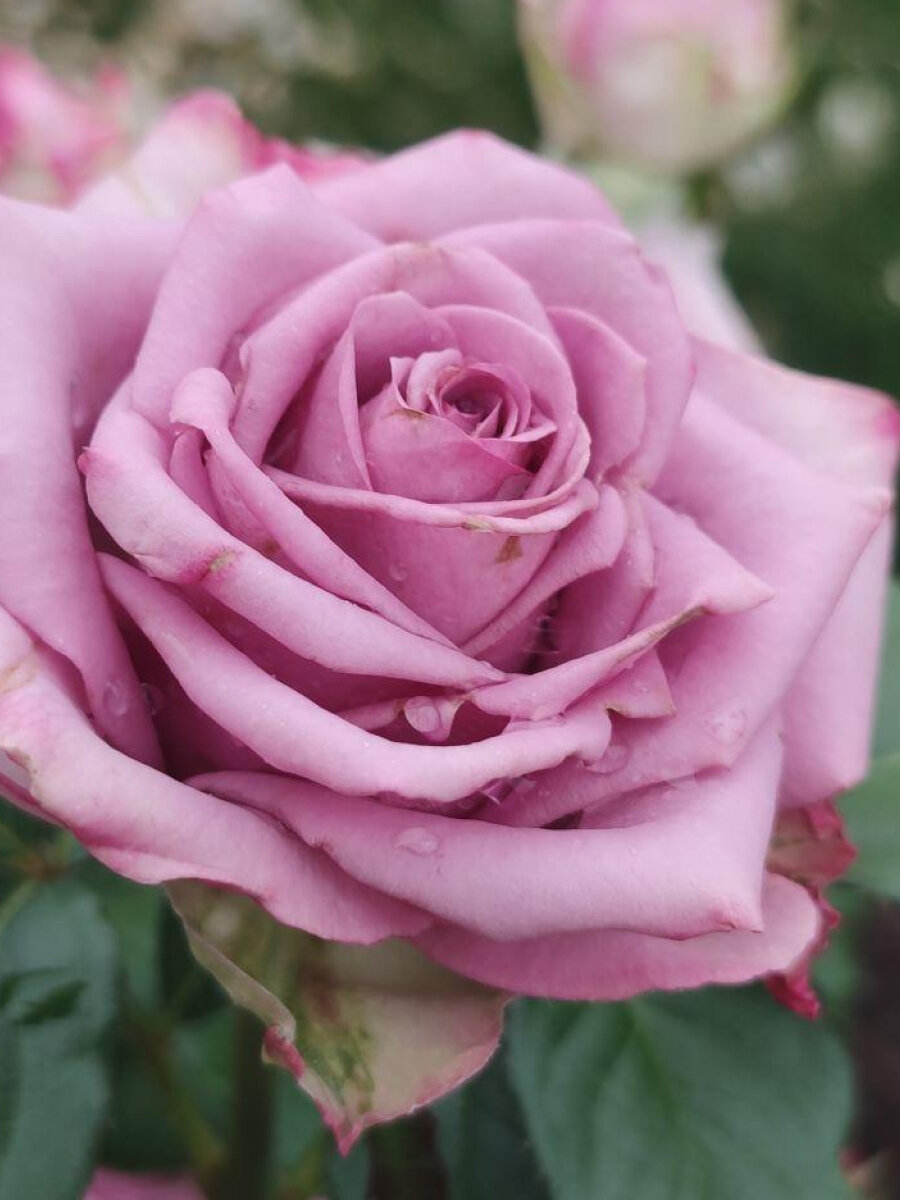 Роза чайно-гибридная Кул Вотер (Cool Water) , 1 саженец , многолетняя