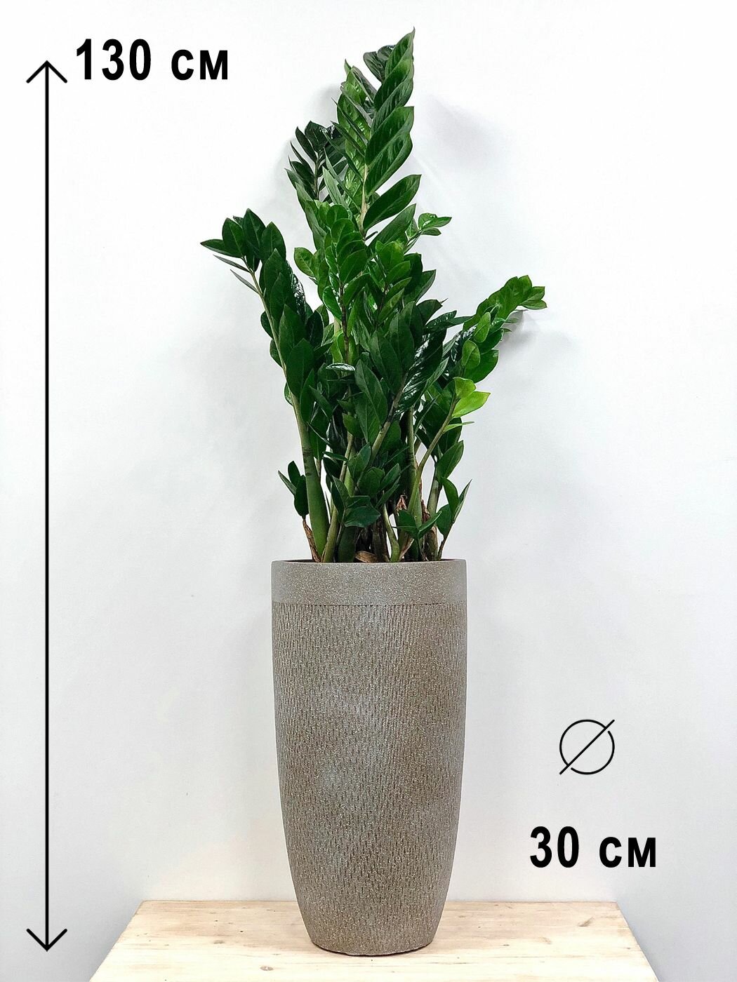 Растение Замиокулькас в высоком керамическом кашпо лотус серо-коричневый, высота композиции 125-130см