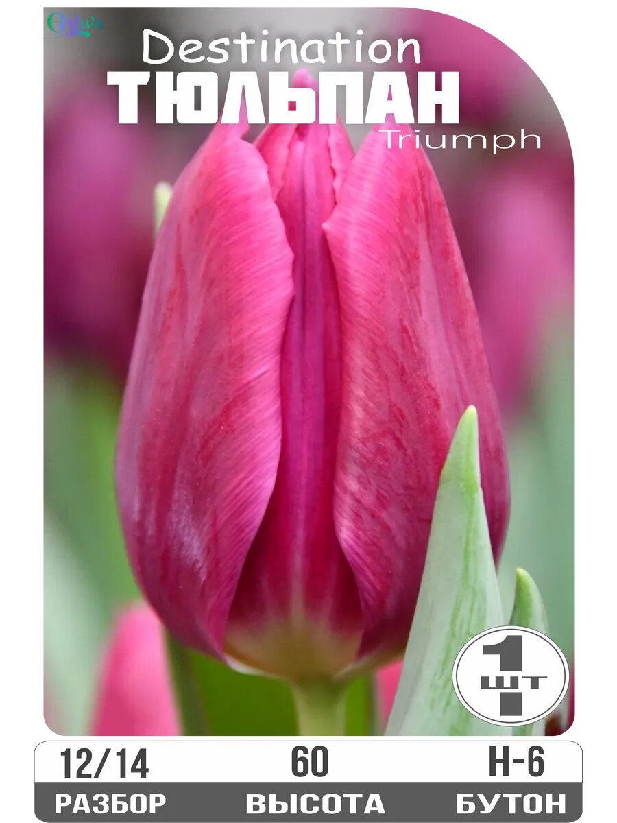 Тюльпаны луковицы Дестинейшн 1шт крупные, разбор 12/14