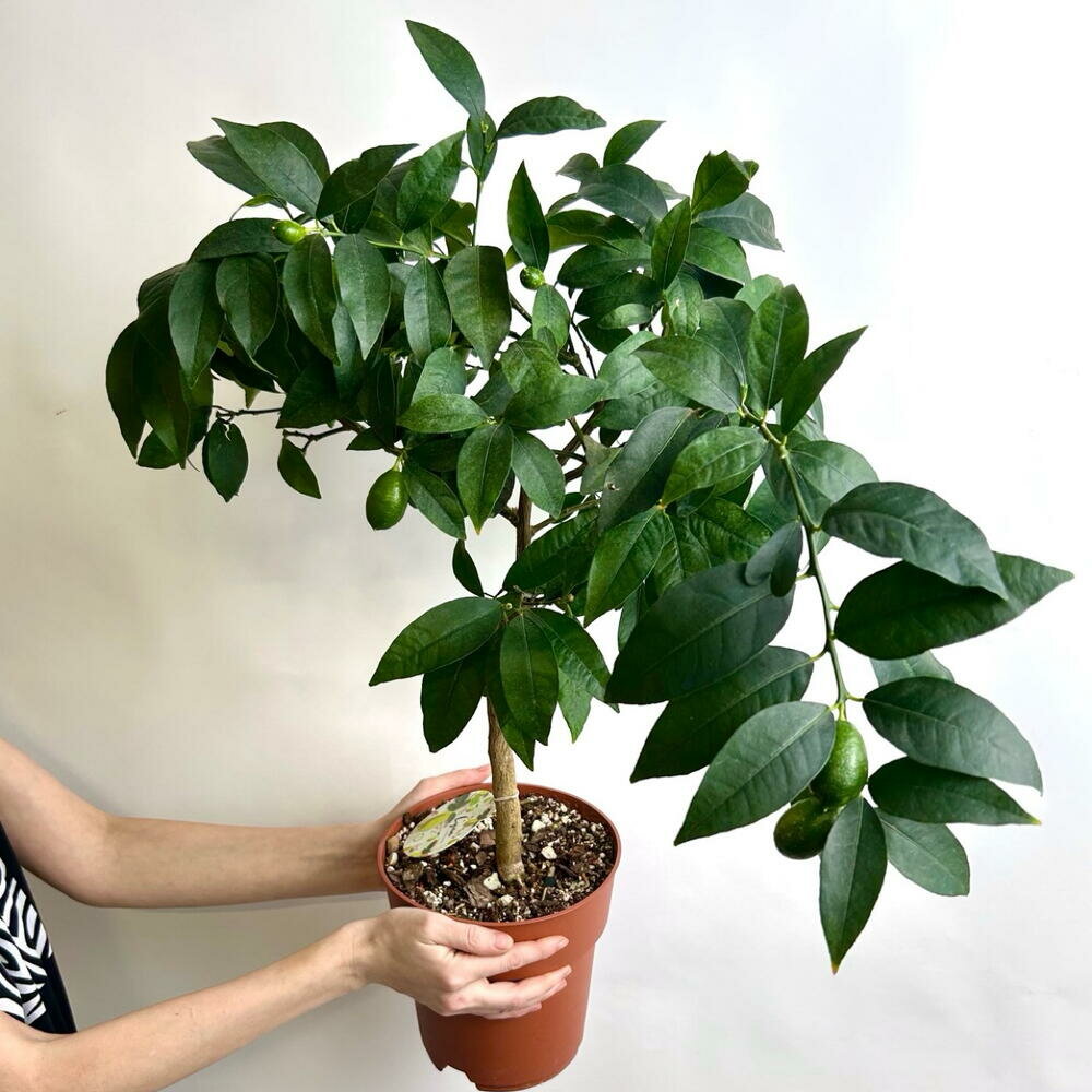 Комнатное растение, Цитрусовое дерево в техническом горшке, 70 см