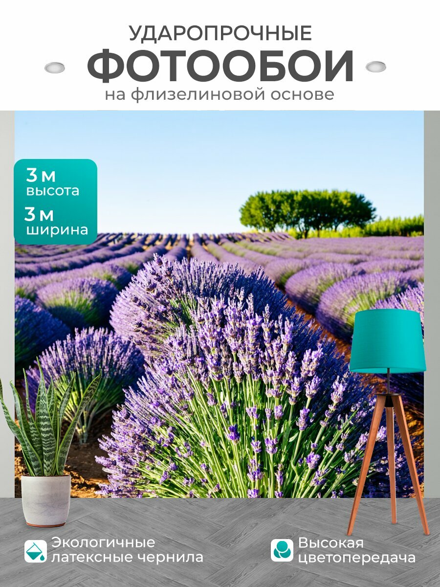 Фотообои моющиеся ударопрочные на кухню "В стиле прованс с лавандовыми полями" 300x300 см. флизелиновые на стену