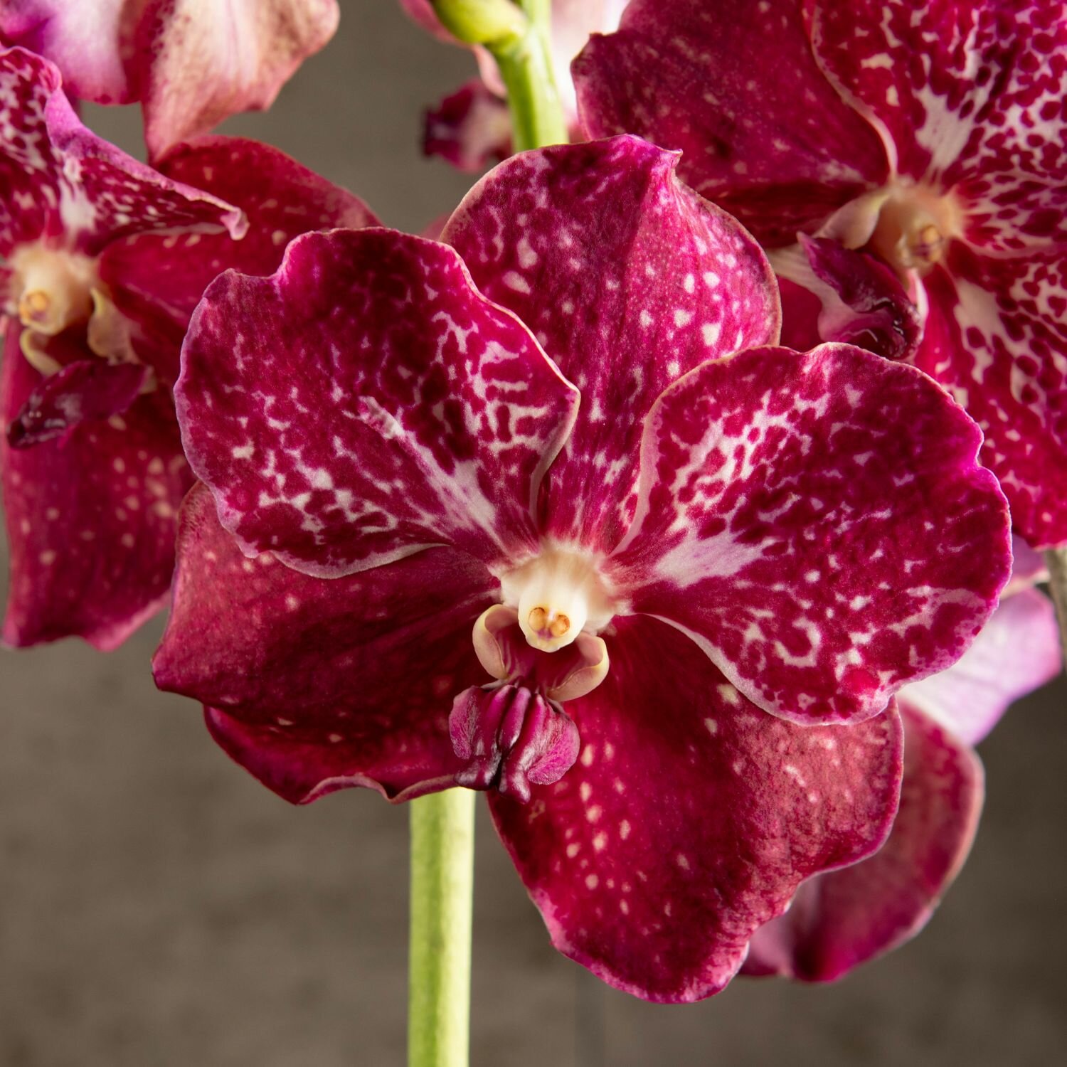 Орхидея Ванда в бокале Шампань темно-пурпурная