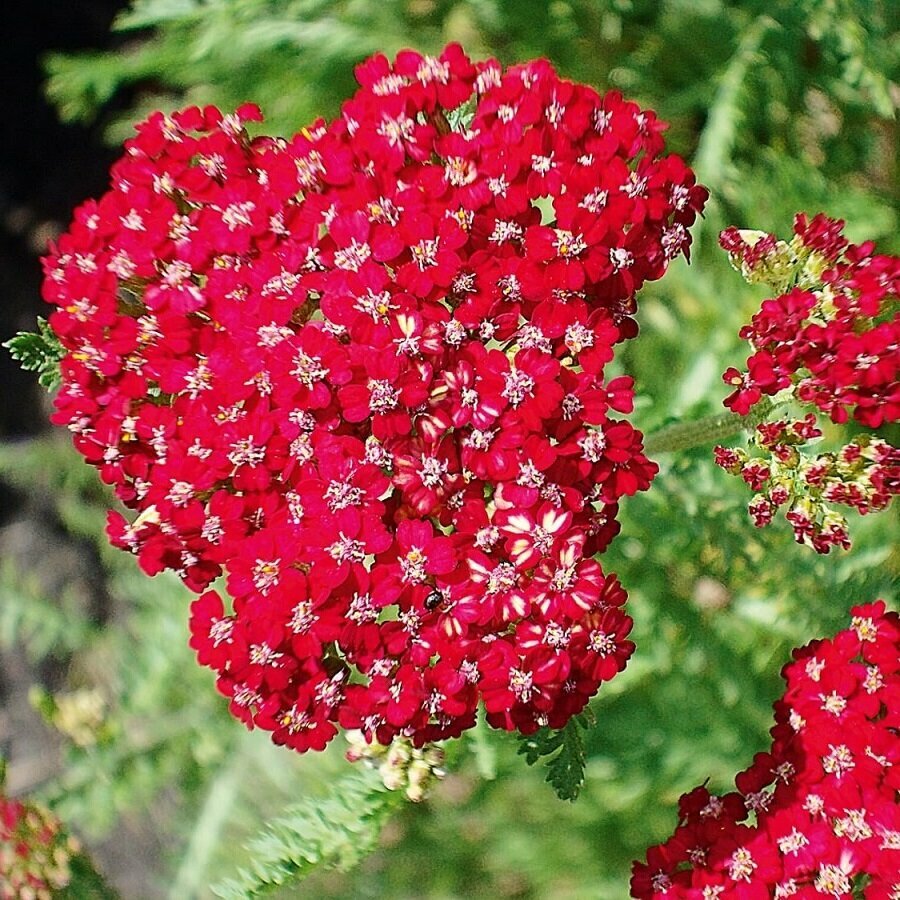 Семена Deodar SEEDS COMPANY Тысячелистник Красный бархат 100 шт.