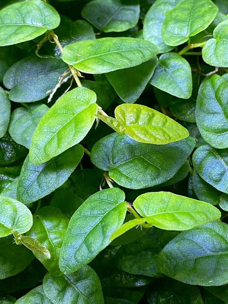 Фикус пумила "Green Sunny", для террариума, влаголюбивый, цепляется за коряги