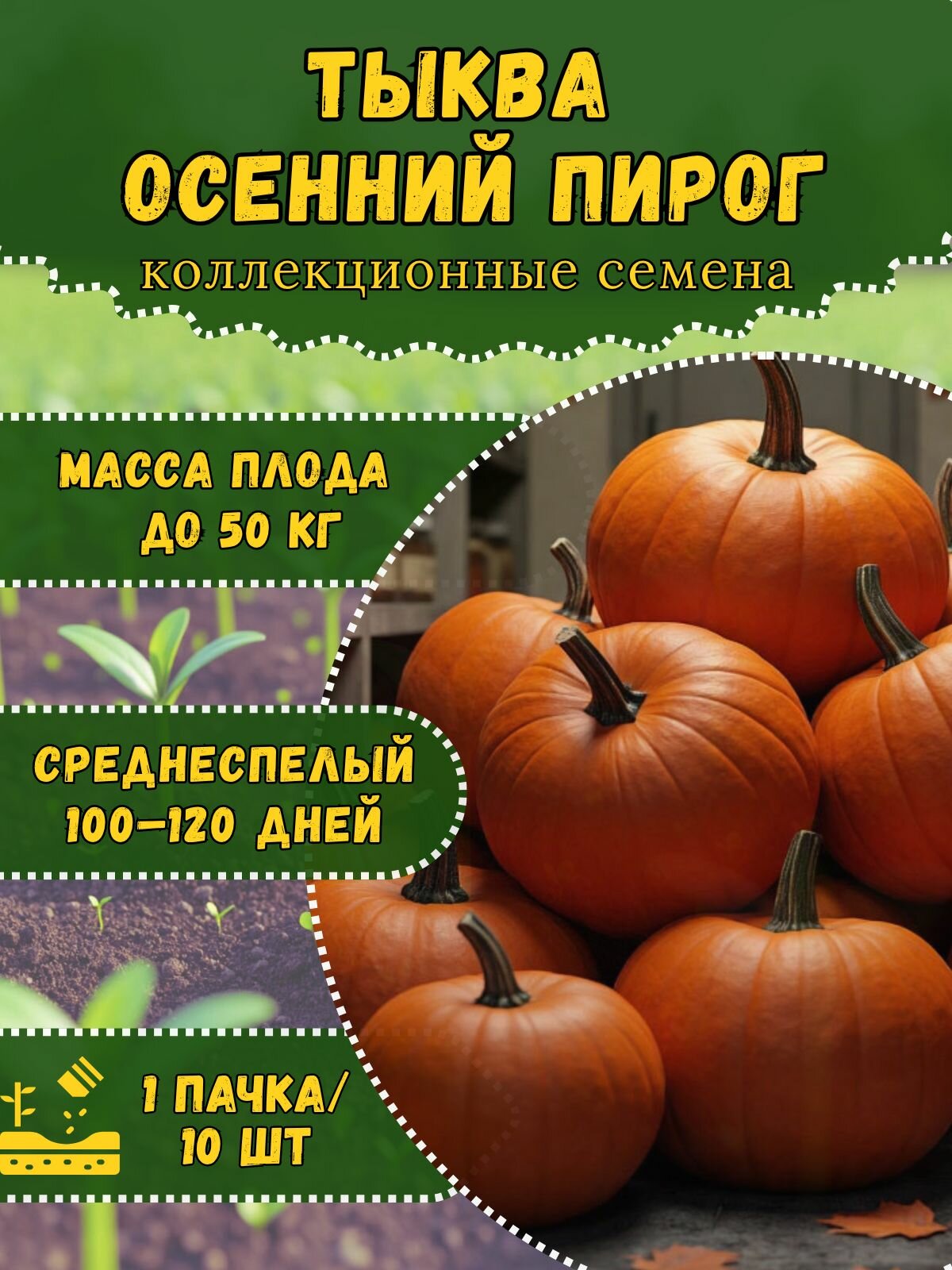 Семена Тыквы "Осенний пирог", 10 семян