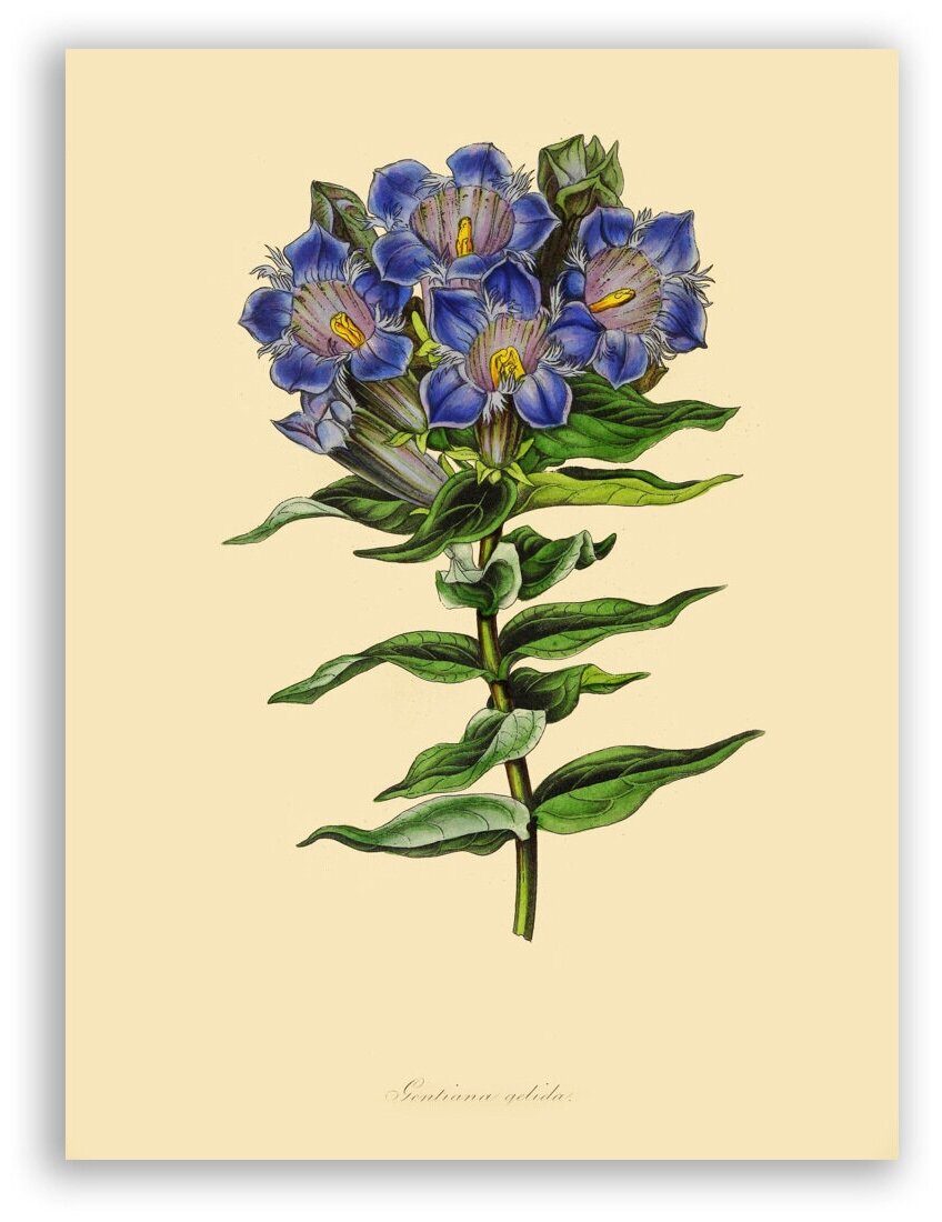 Гравюра Постер на бумаге / Gentiana Gelida