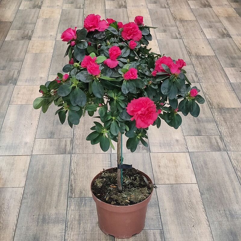 Азалия Инка на штамбе 19*60, живое комнатное растение в горшке, Закоренелый Цветочник