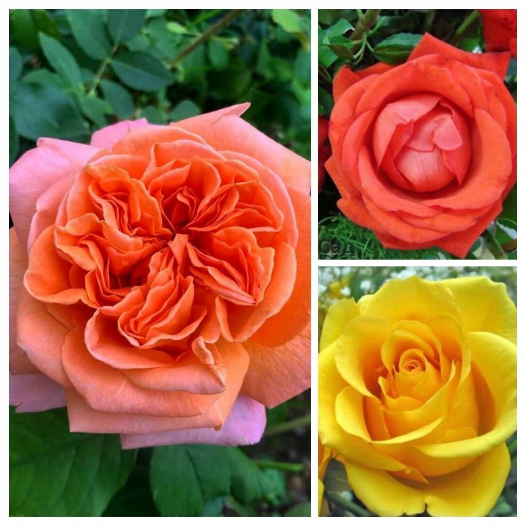 Комплект чайно-гибридных роз Blossom 3 шт