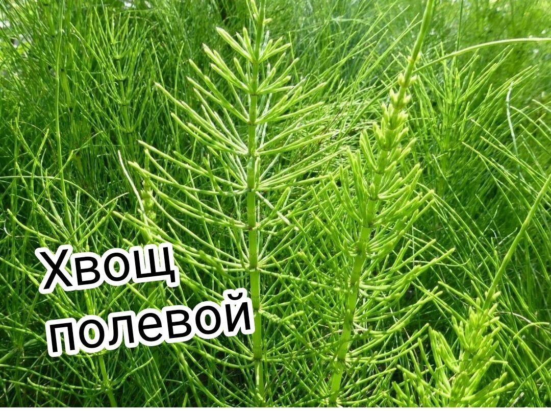 Хвощ полевой. Трава натуральная