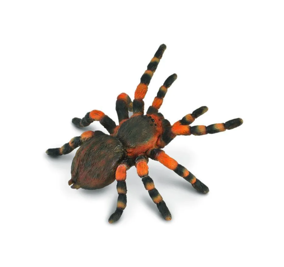 Мексиканский тарантул L 88338b