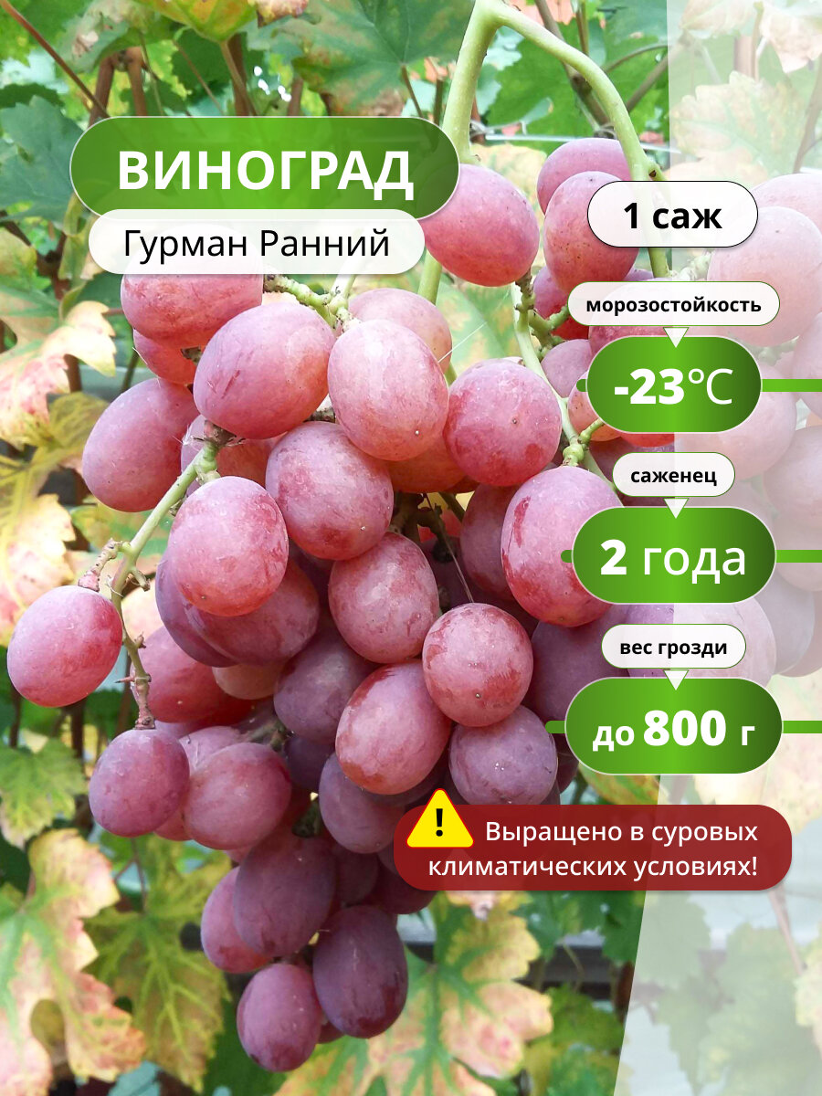 Виноград Гурман, ранний, морозостойкий, вкус мускатный, 1 шт