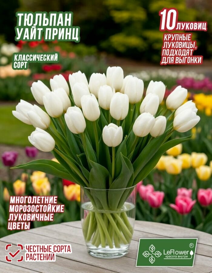 Тюльпан Вайт Принц, 10 луковиц,