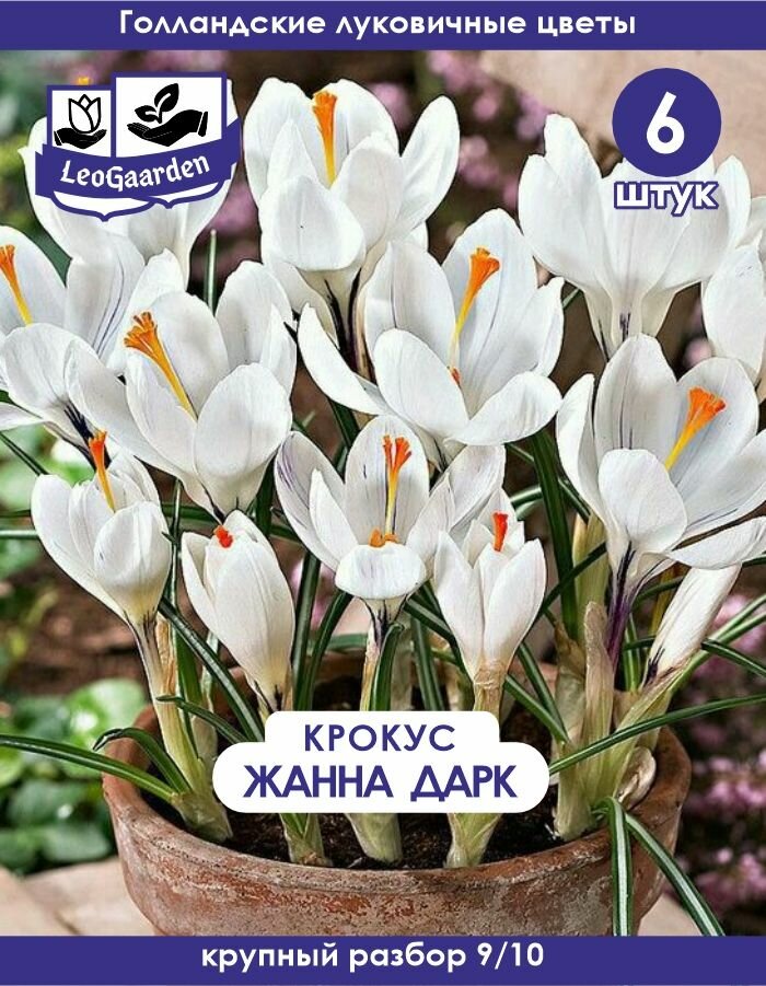 Луковицы цветов Крокус , Жанна Дарк, 6 шт