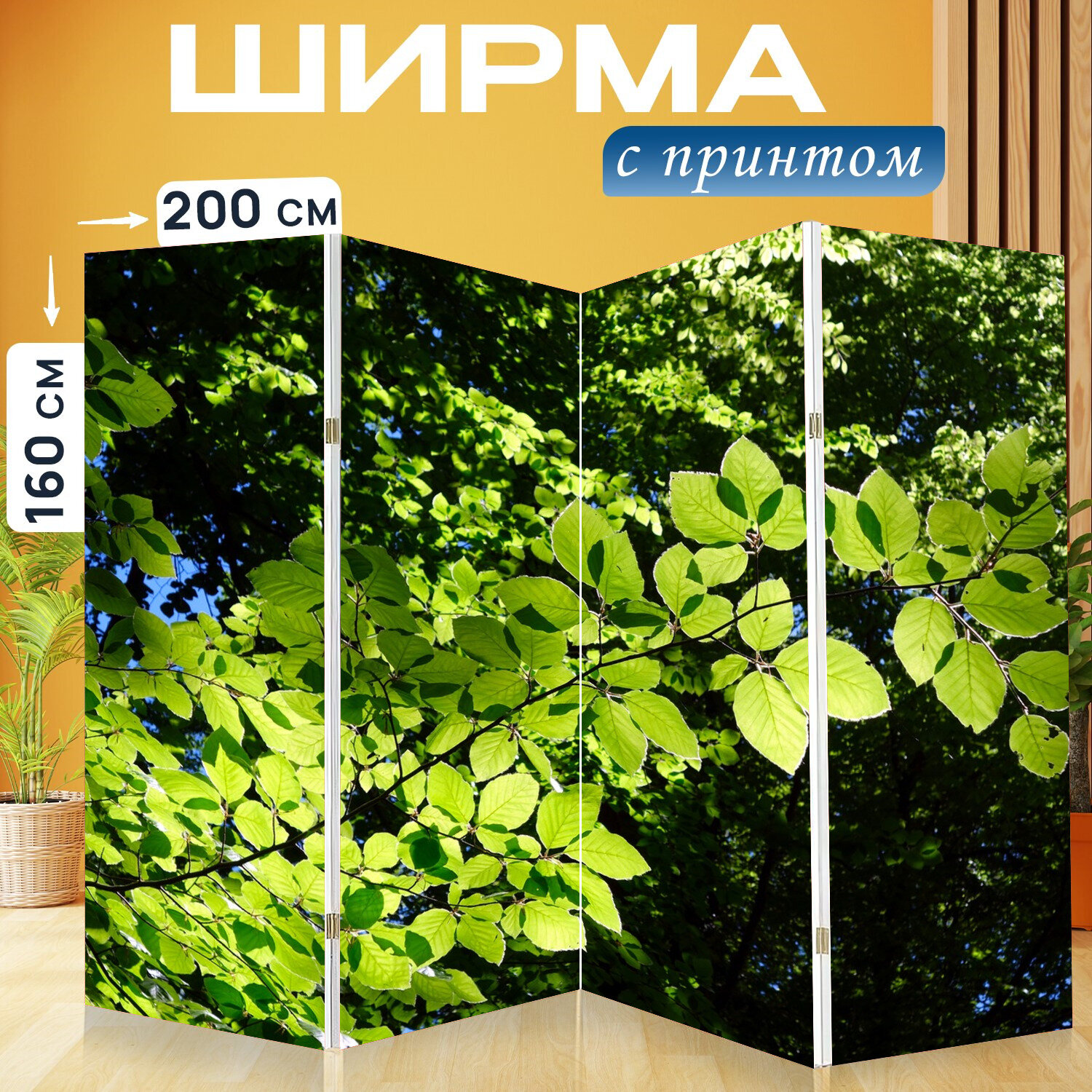 Ширма перегородка с принтом "Бук, лист, завод" на холсте - 200x160 см. для зонирования, раскладная