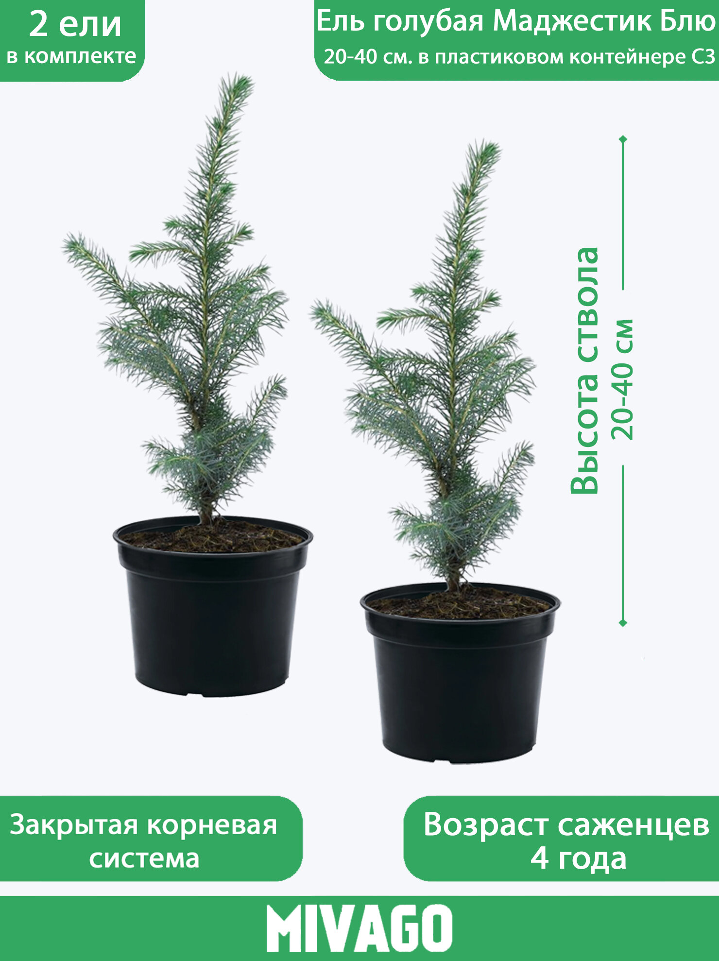 Ель голубая Глаука Маджестик Блю, высота 20-40 см, контейнер 3 литра, 2 саженца