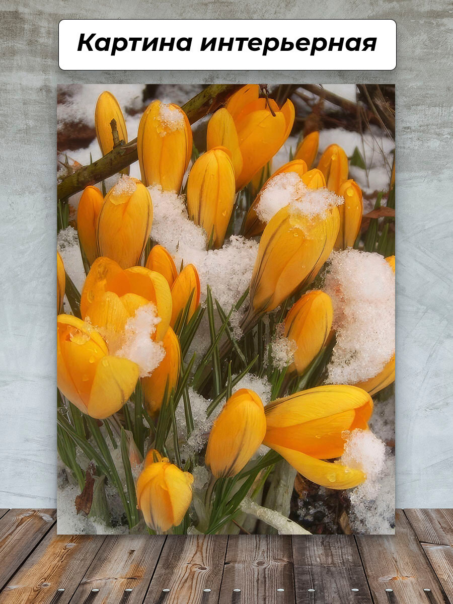 Картины для интерьера 40х60 Тюльпаны в снегу весна