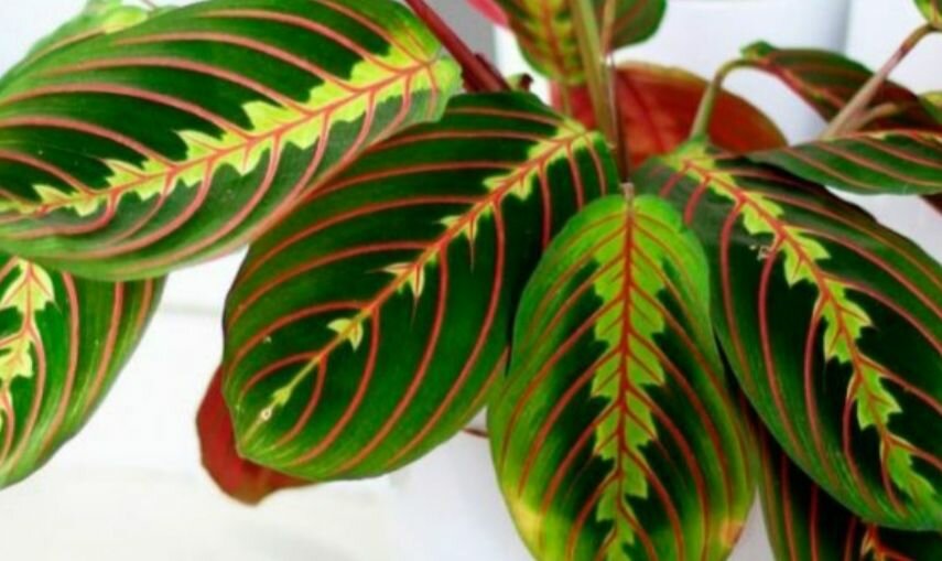 Маранта Триколор 'Живое растение. (Maranta 'Fascinator Tricolor') — фото 1