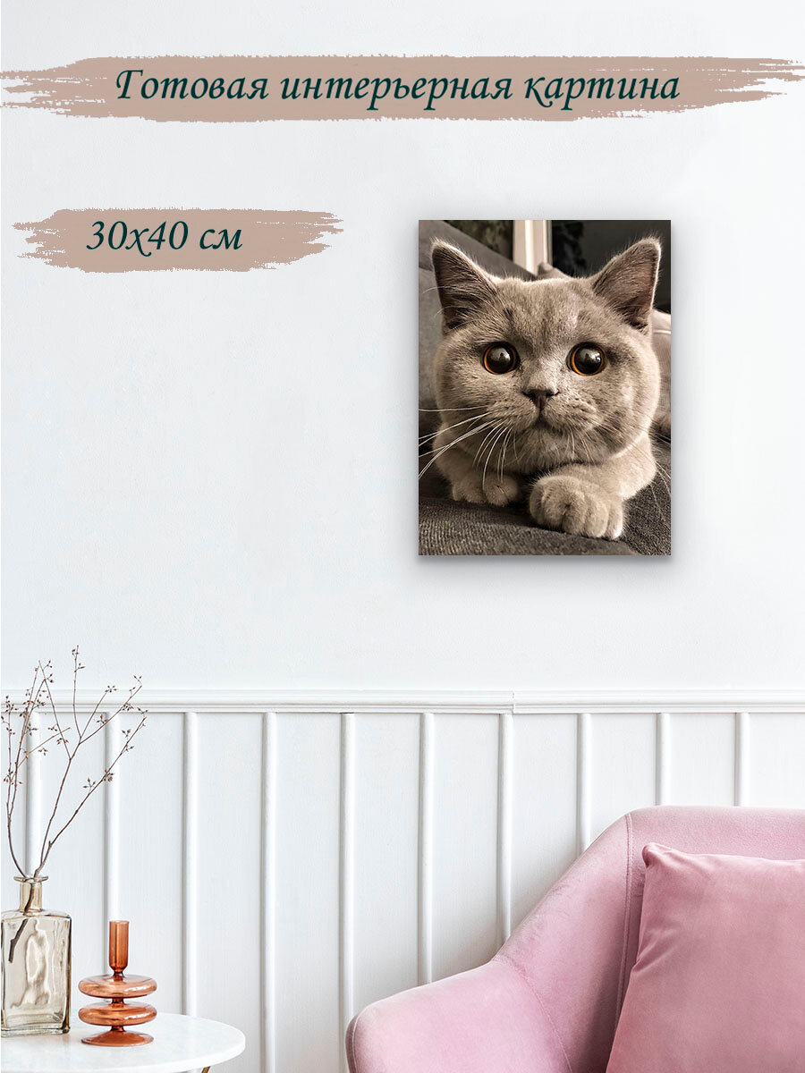 Картины для интерьера 30х40 Кошка британская серая животное