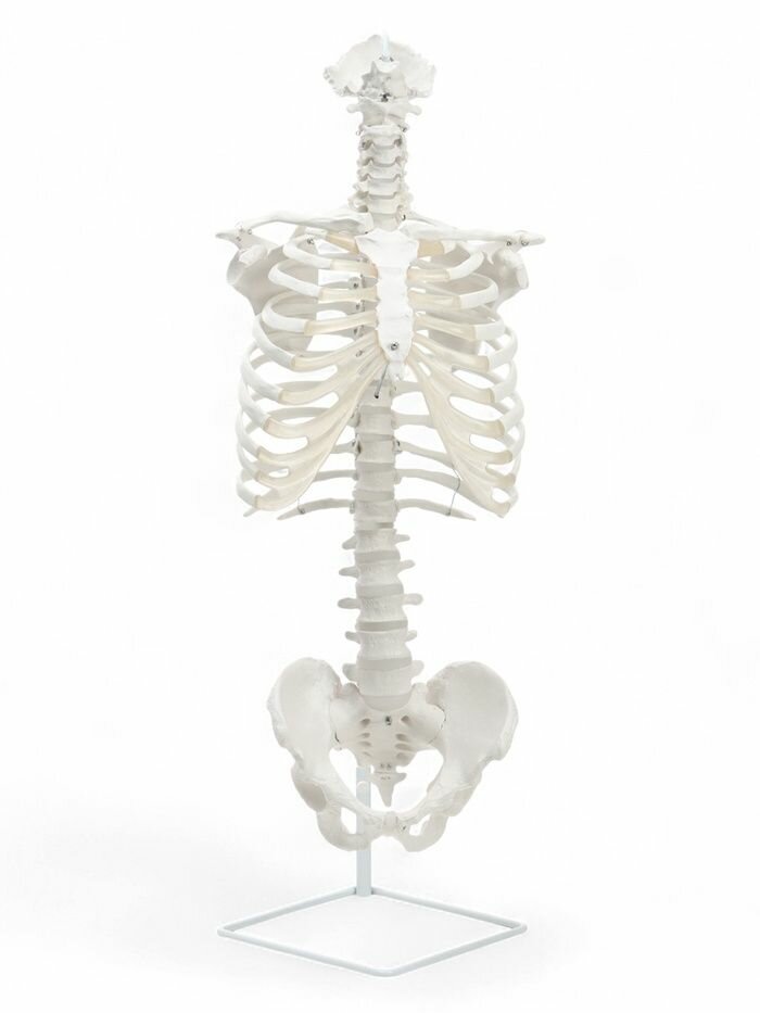 Анатомическая модель КНР "Поясничный отдел позвоночника, тазобедренный сустав", 40 см