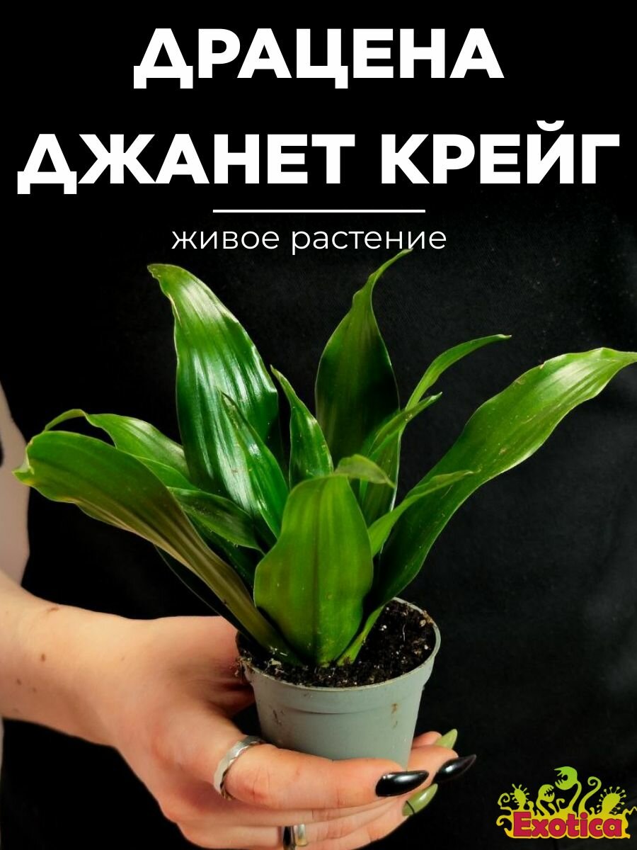 Драцена Джанет Крейг (Dracaena Fragrance Janet Craig) D6см, комнатное растение