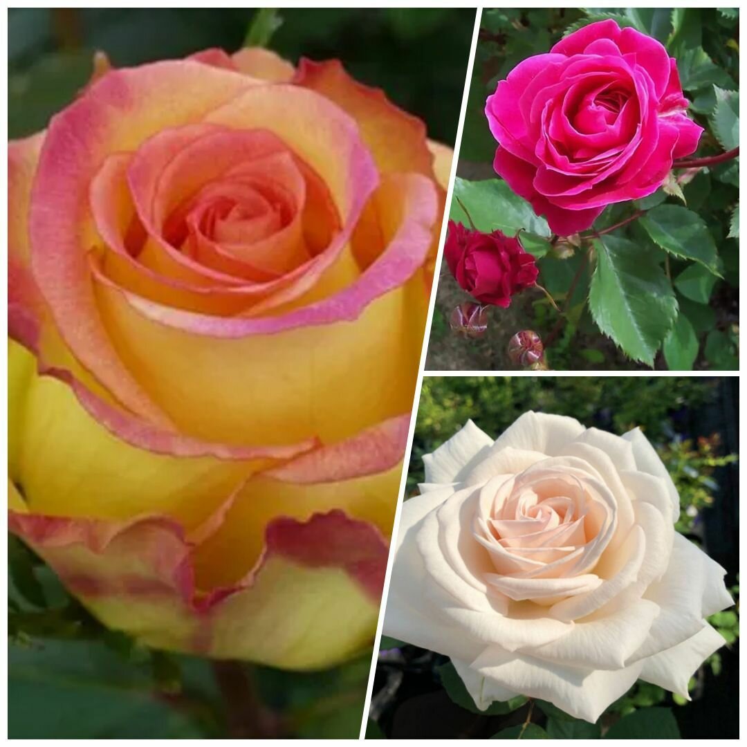 Комплект чайно-гибридных роз Лебединое озеро 3 шт