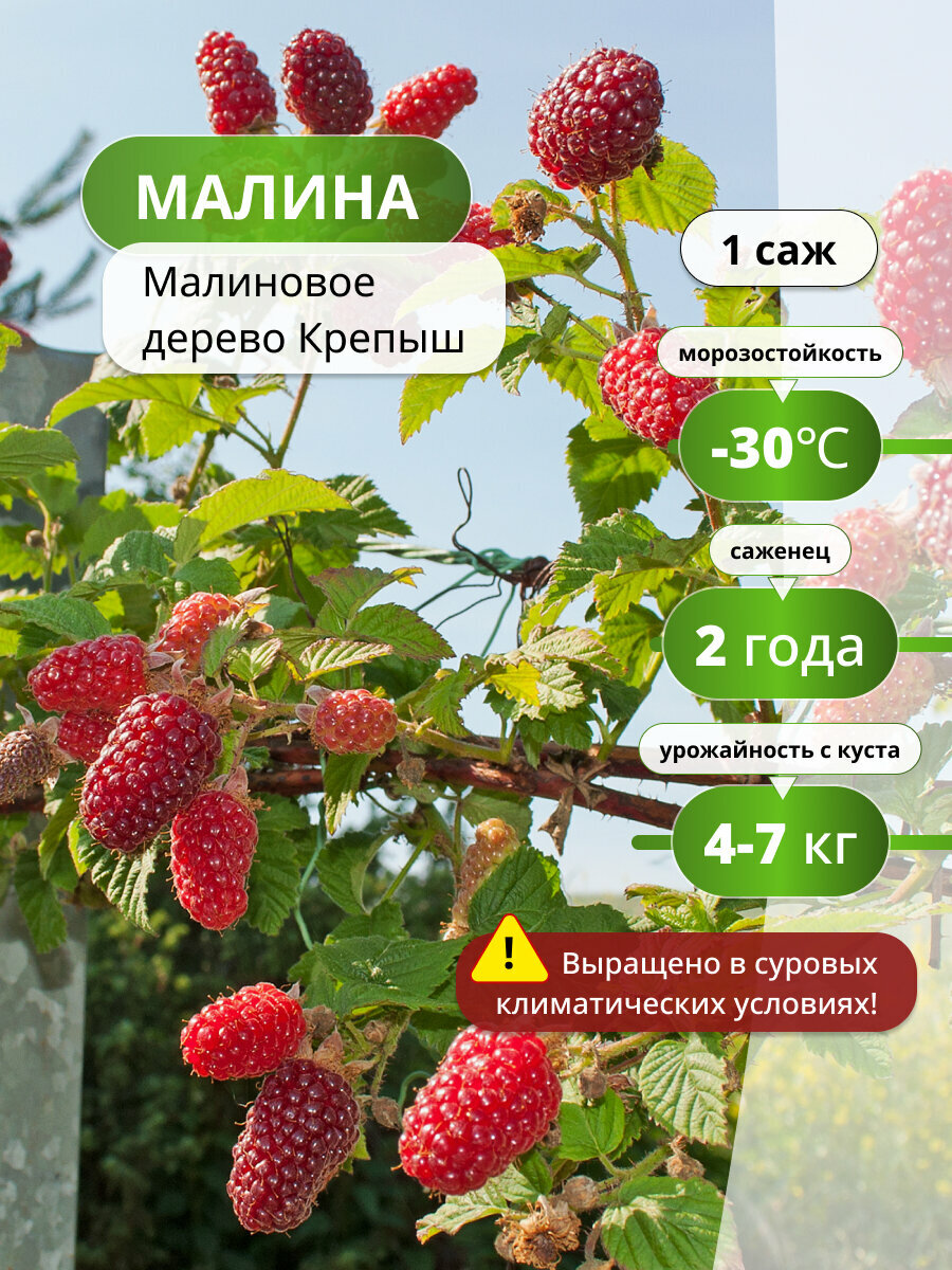 Малиновое дерево Крепыш / 1 шт, морозостойкий сорт, красный цвет