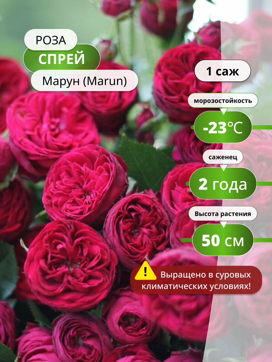 Роза спрей Марун, многолетняя, высота до 80см, темно-красные цветки, 1шт