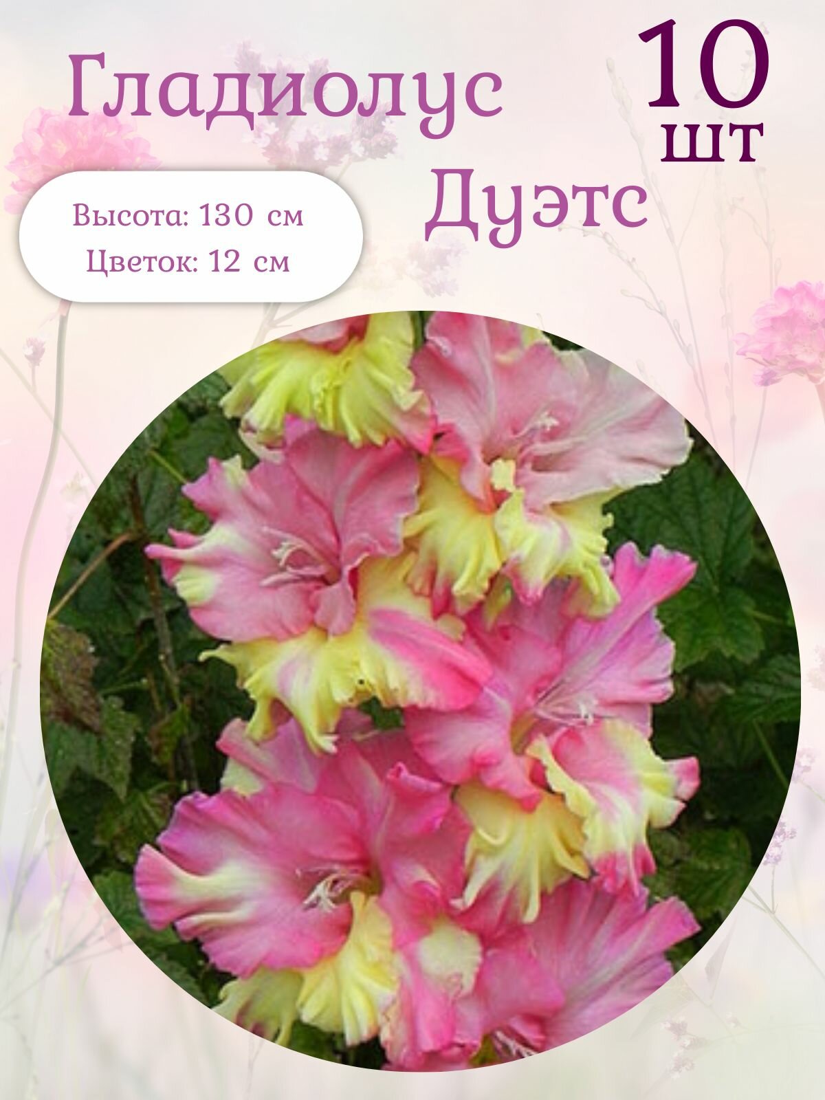 Гладиолус крупноцветковый, многолетние цветы, луковицы 10 шт.