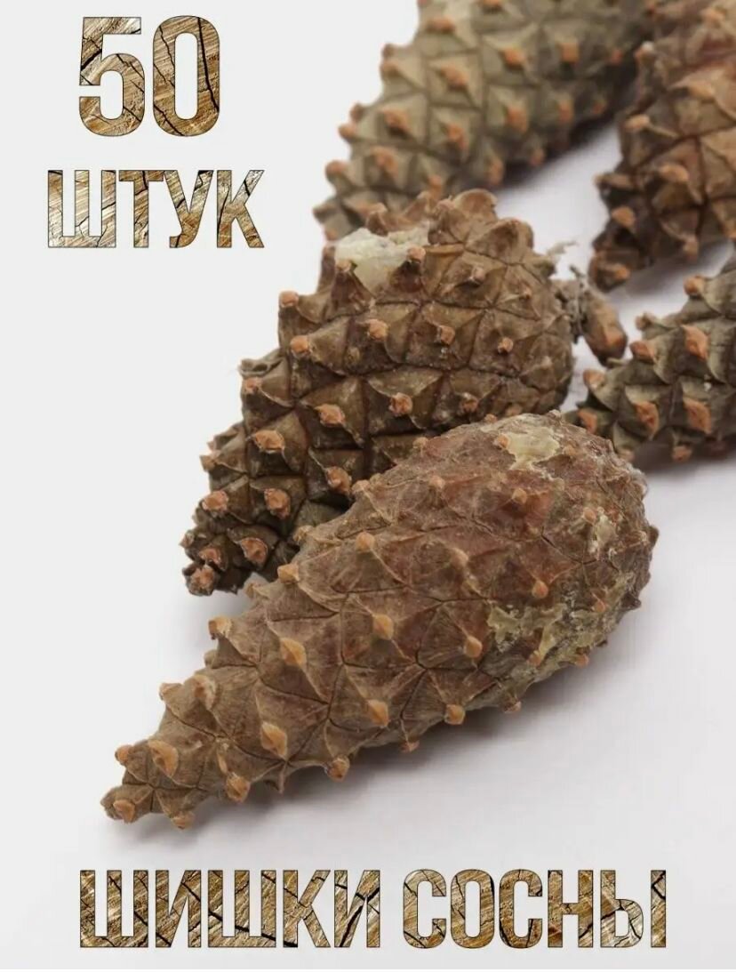 Сосновые шишки полуоткрытые набор 50 шт для декора и поделок 3-6 см