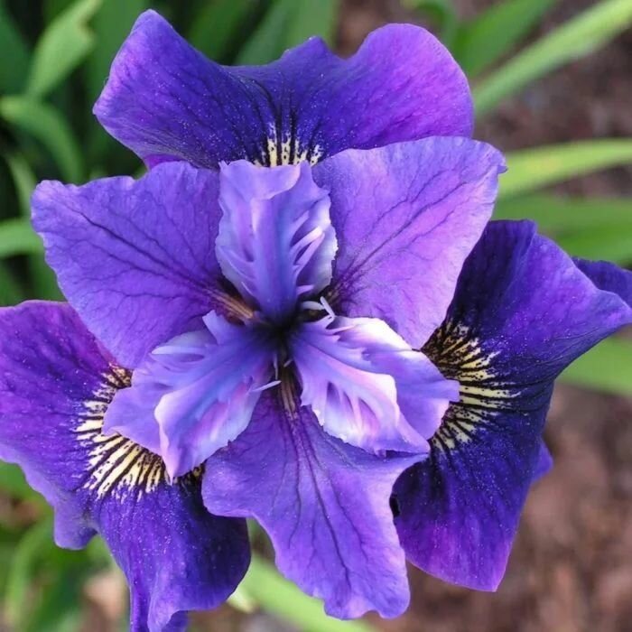 Ирис сибирский Раффлд Плас луковицы, клубни, корни цветов