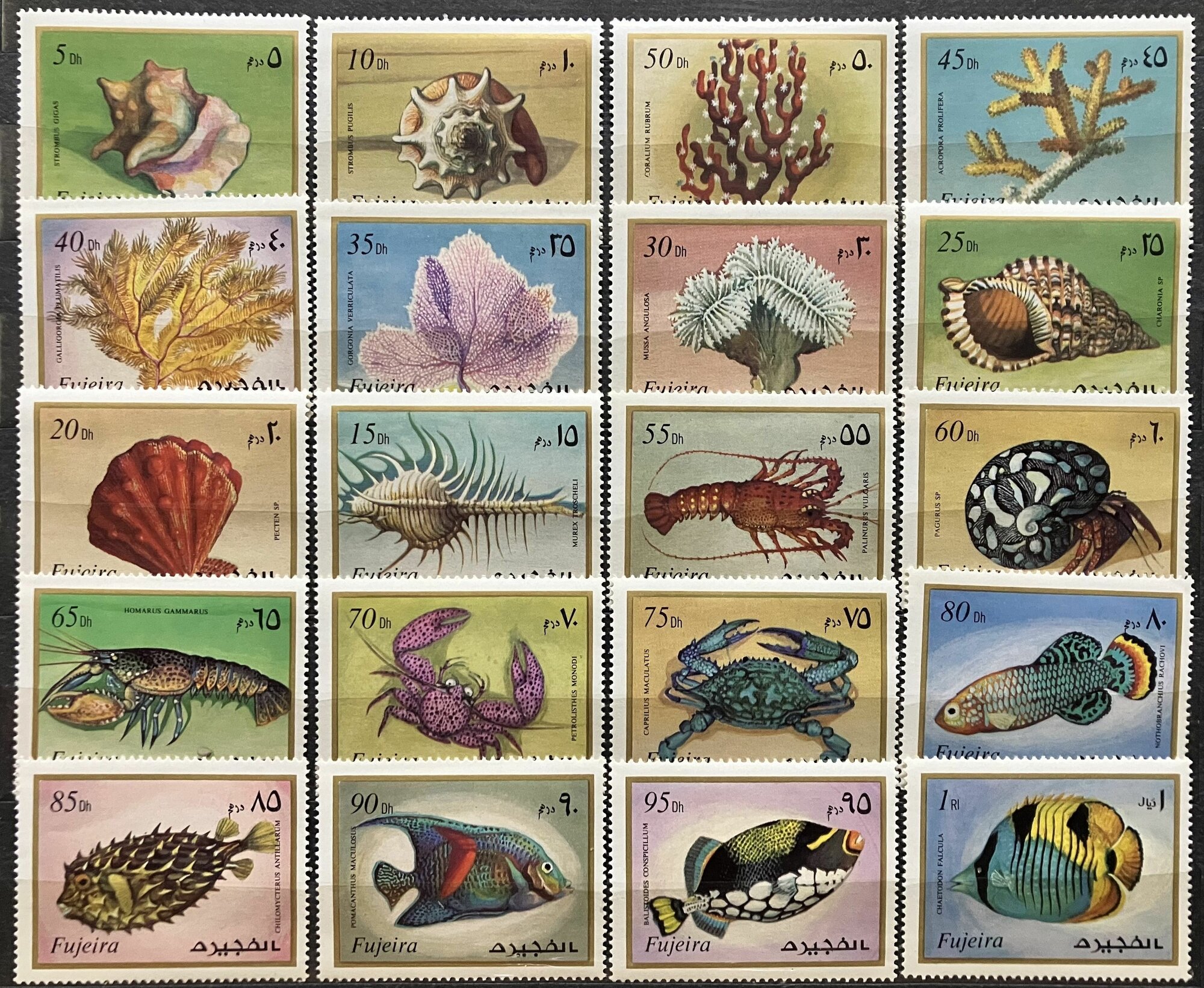 Фуджейра 1972, Морская фауна