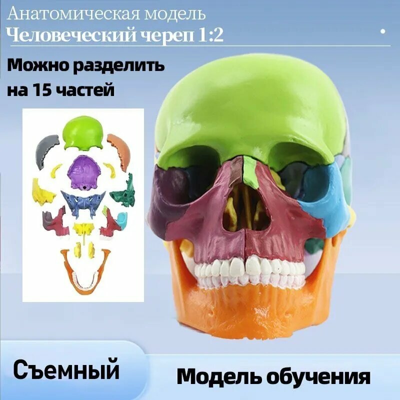Череп реалистичный, Череп анатомический для изучения анатомии12см:8см:10см. масштаб 1:2
