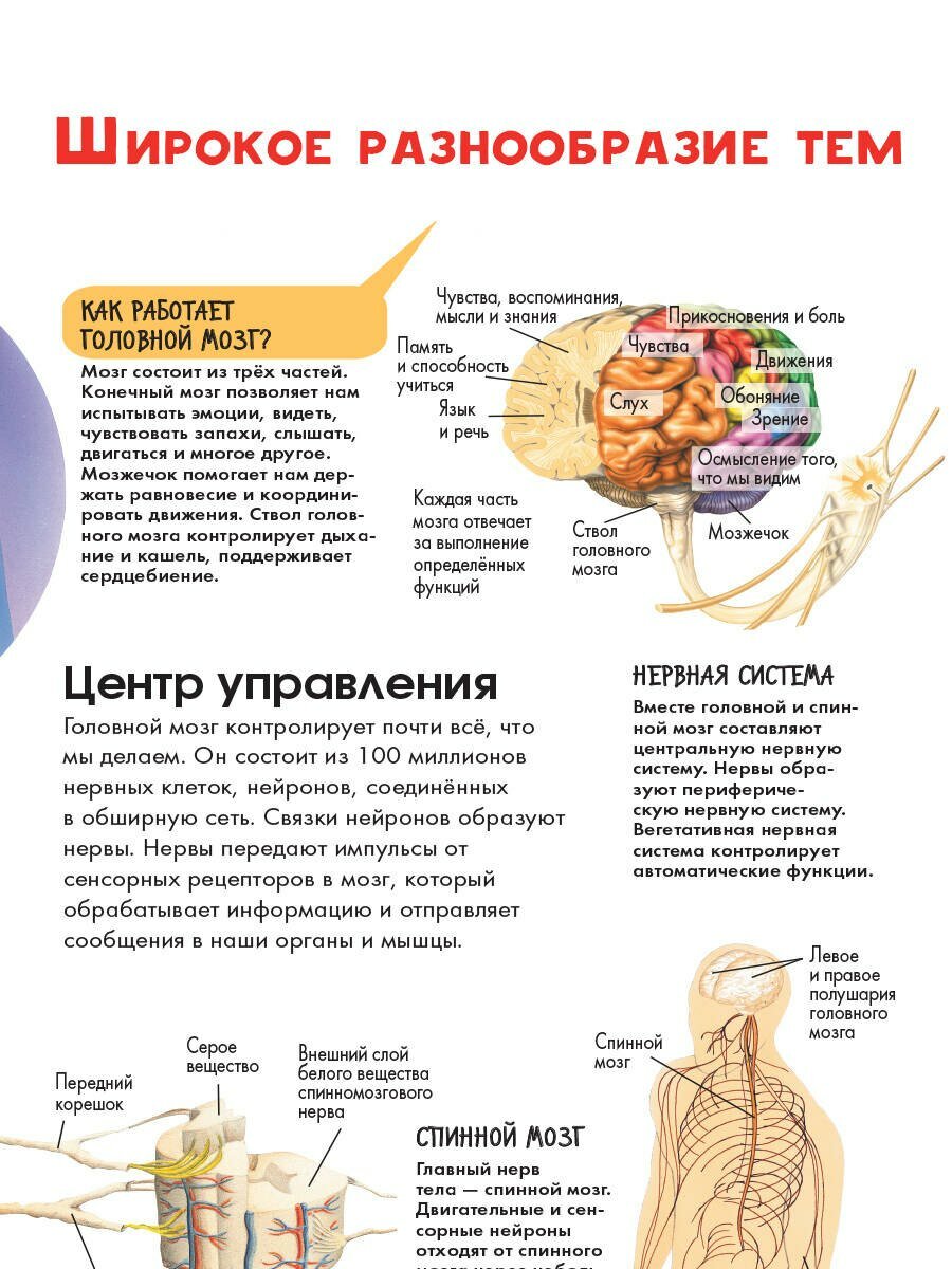 Тело человека — фото 1