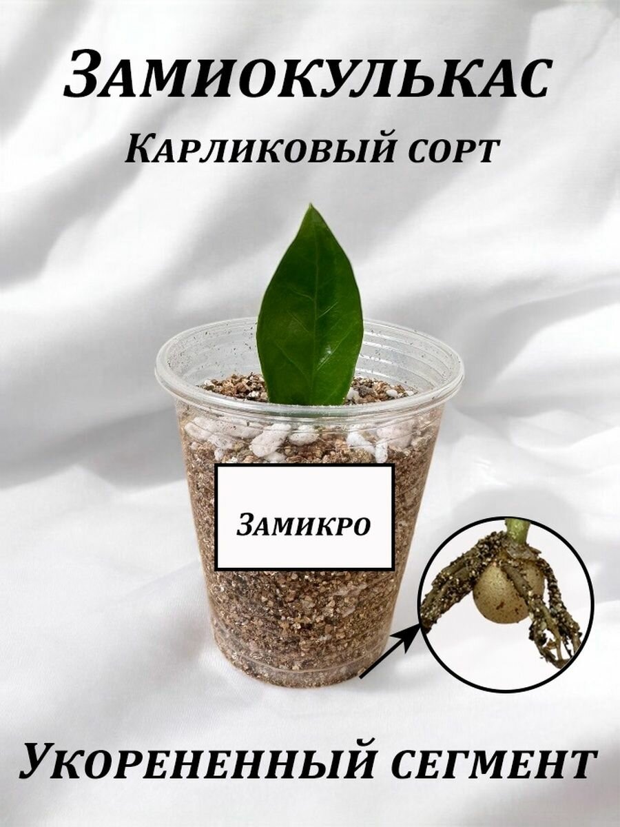 Замиокулькас (укорененный сегмент) Замикро