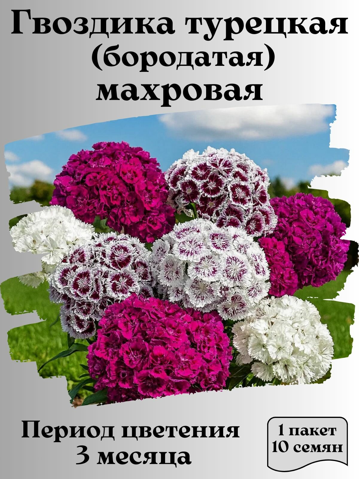 Гвоздика турецкая (бородатая) махровая, семена, 10 шт, 15 гр.