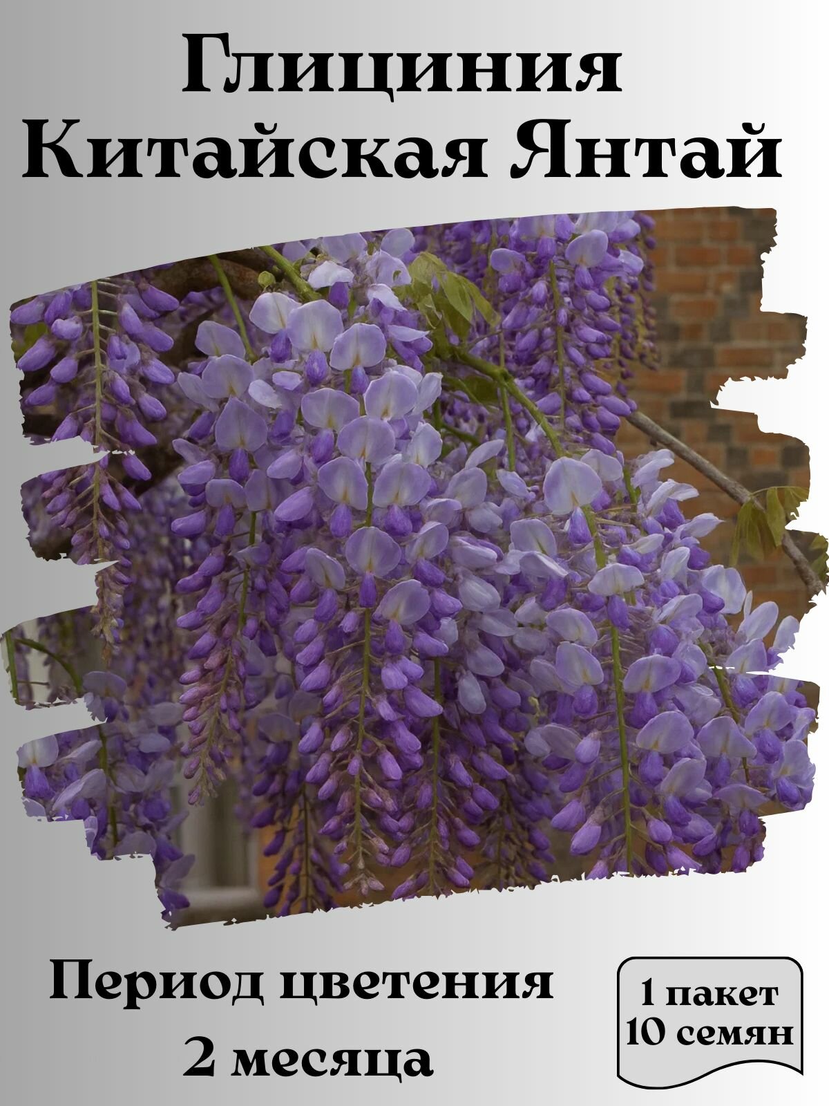 Глициния Китайская Янтай, 10 шт, 15 гр.