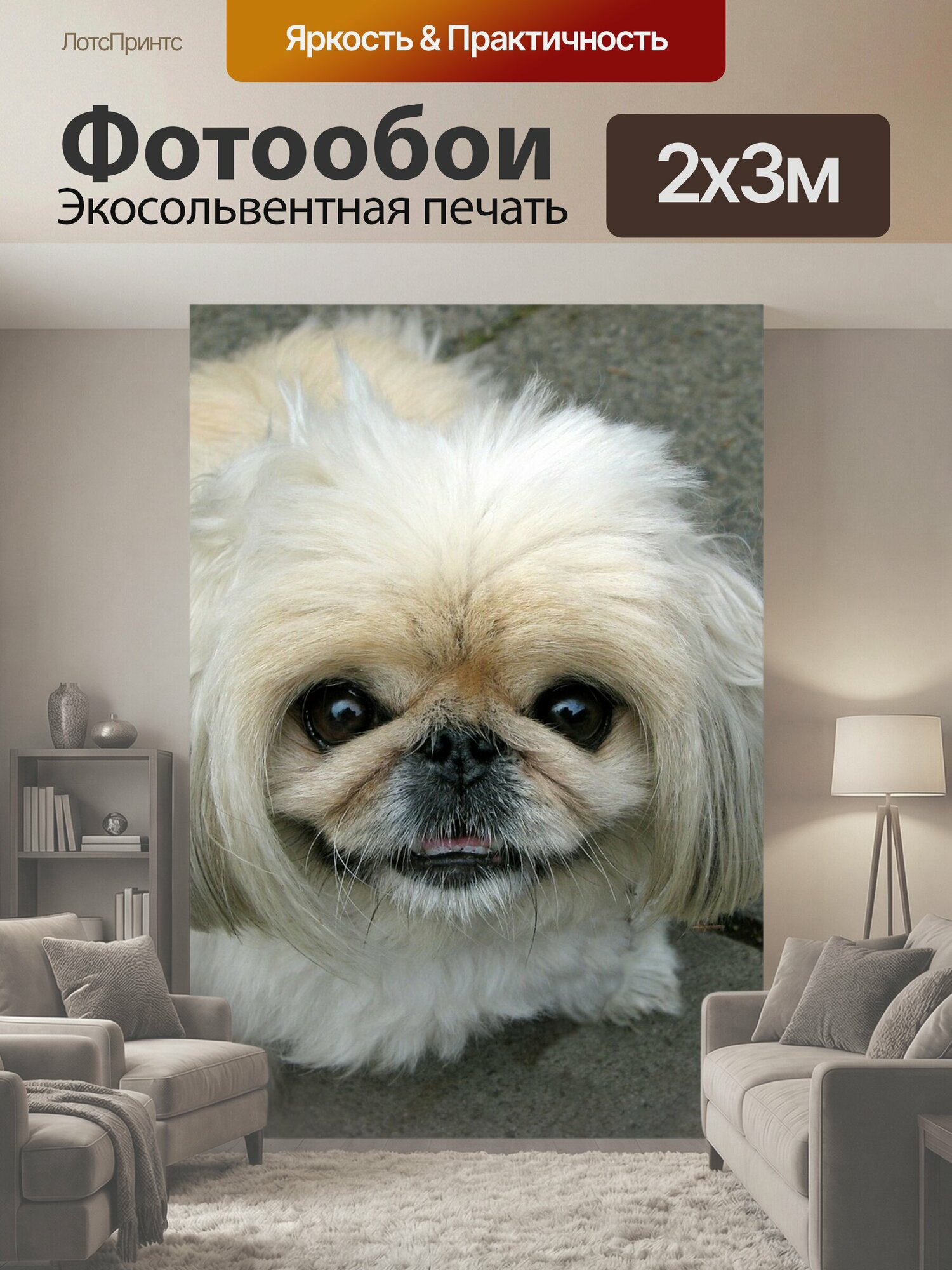 Фотообои "Собака, пекинес, красивая" 200x300 см. экосольвентная печать