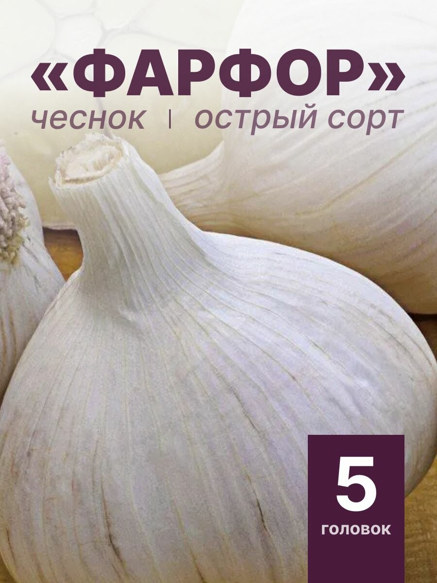 Чеснок на посадку Осташковский Фарфор. Эксклюзив от фермера! Самый острый! 5 головок