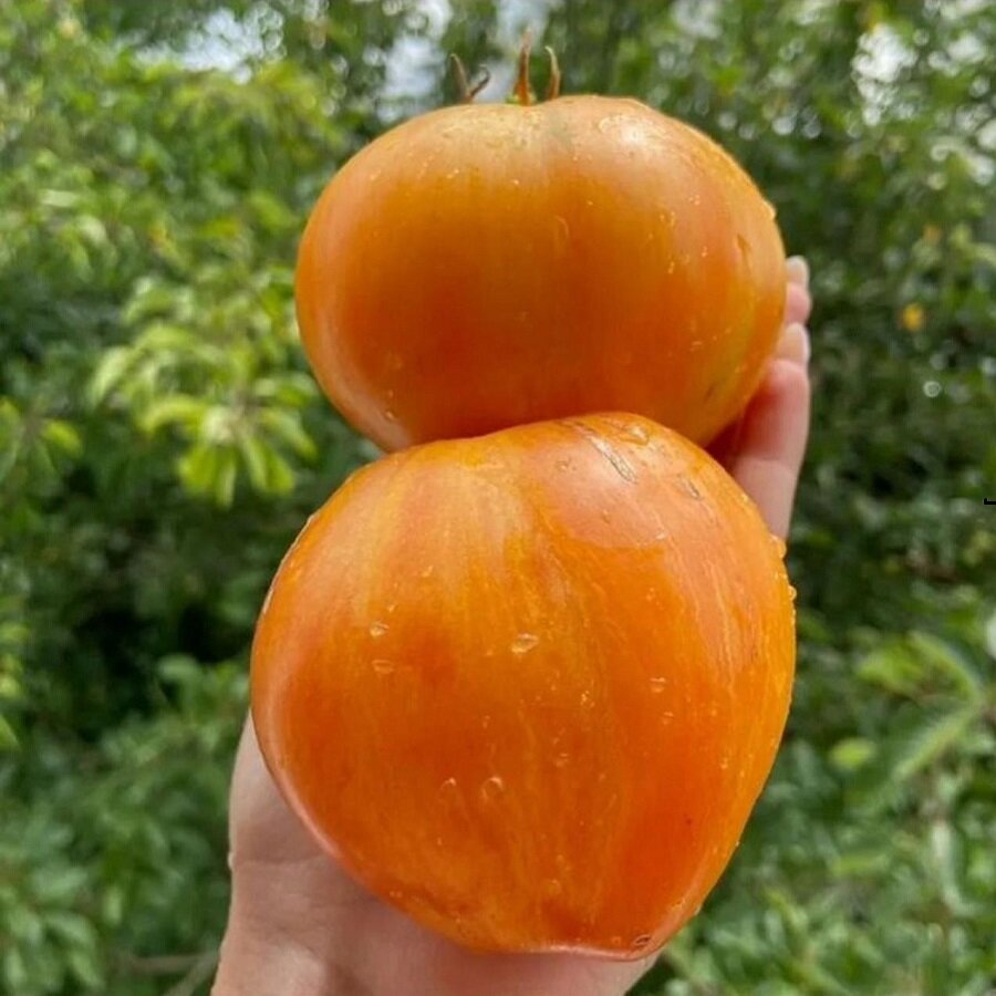 Семена Орешка Томат Дынный ликер 10 ШТ