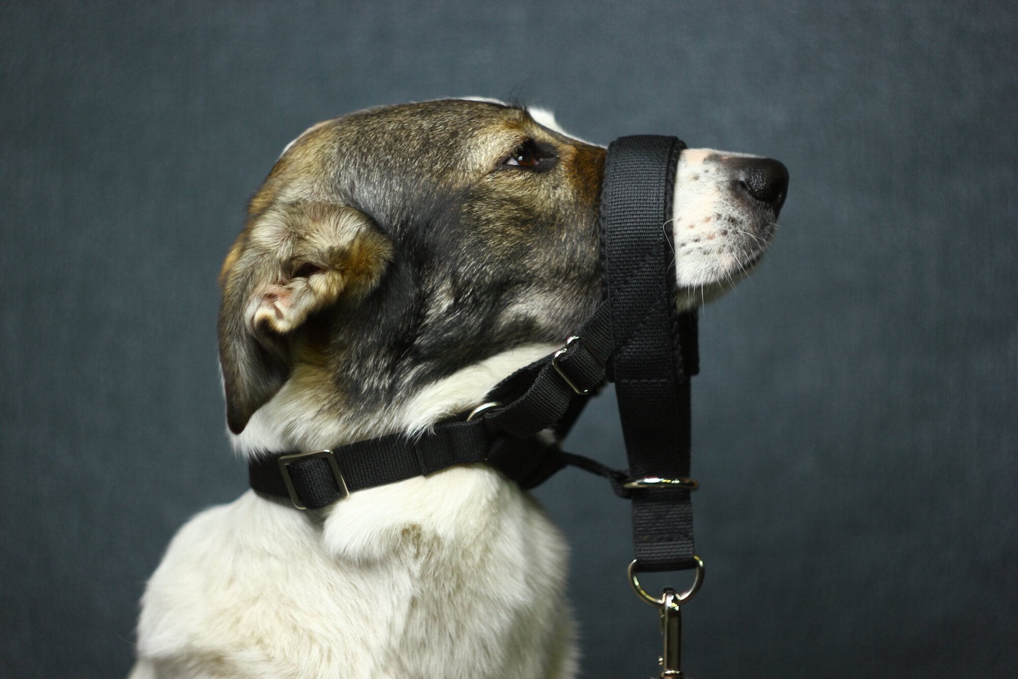 Недоуздок YkkaСollar для собаки анатомичный, шея 42-50 см, морда 25-26 см, боковушки 8-10 см