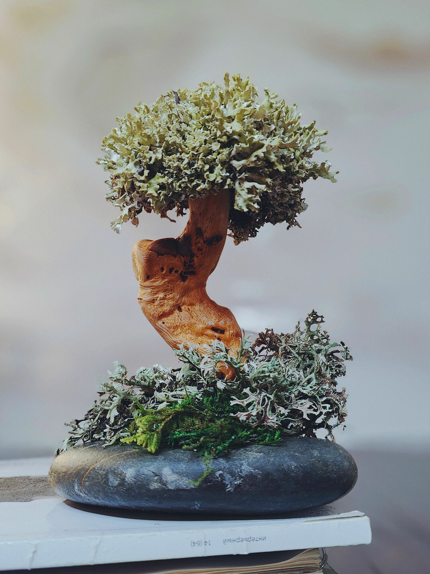 Бонсай из цетрарии на камне, нестандартный подарок, высота 18 см